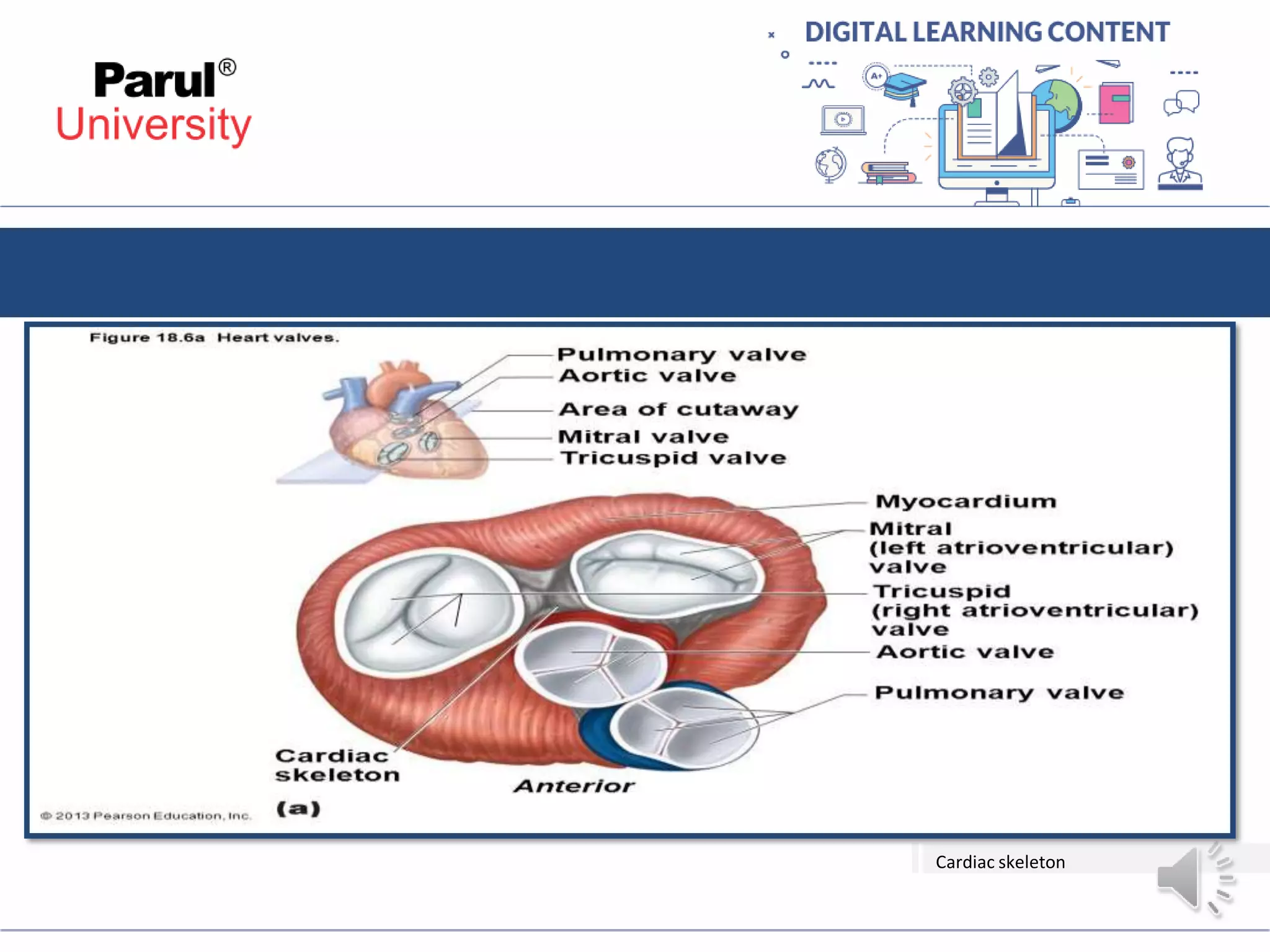 Gross anatomy of heart | PDF