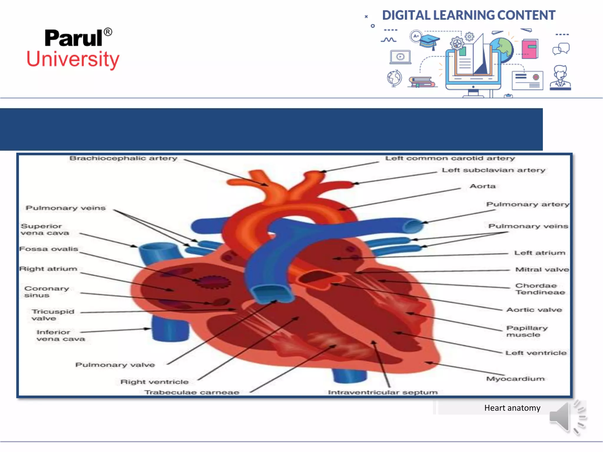 Gross anatomy of heart | PDF