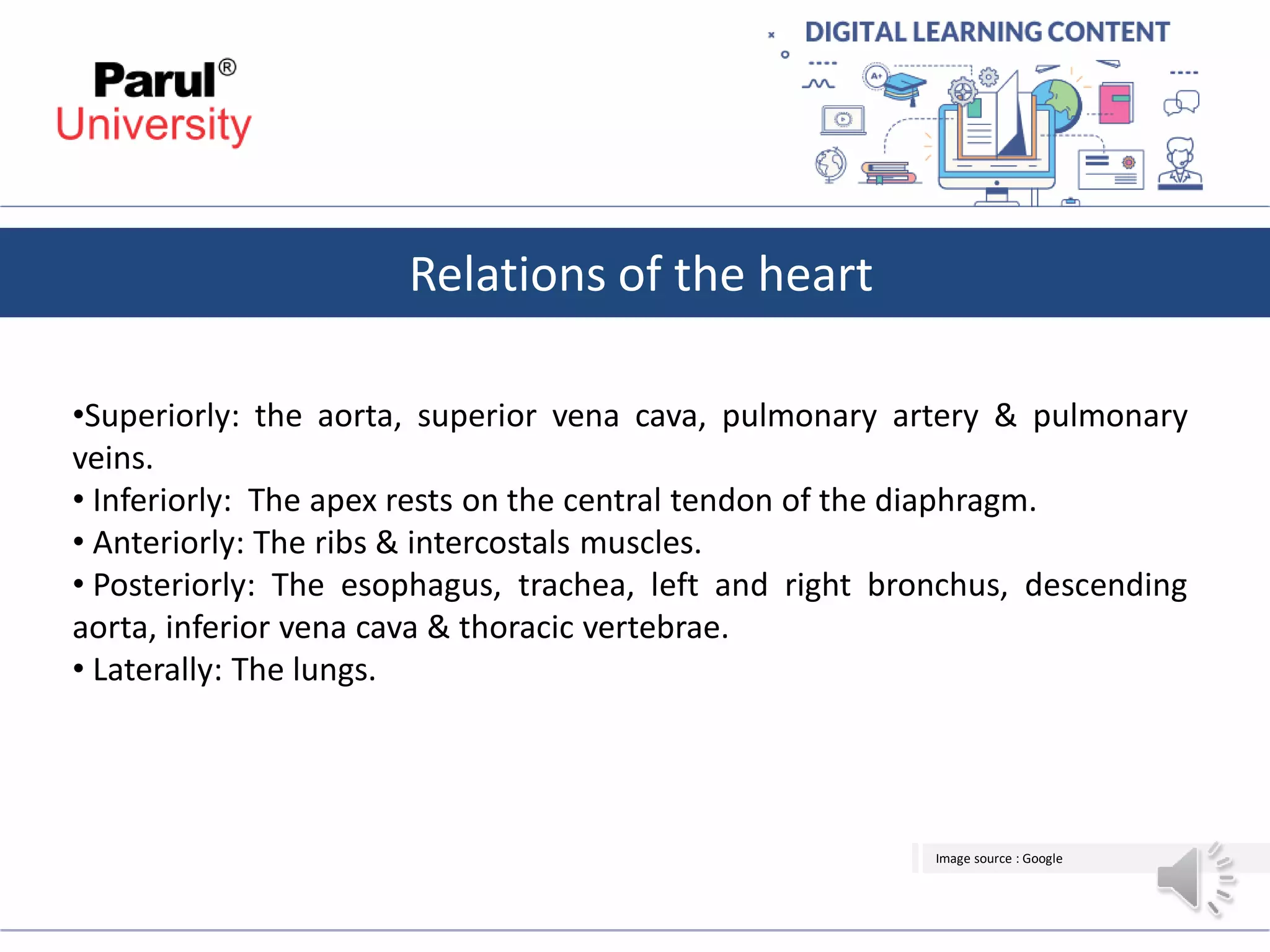 Gross anatomy of heart | PDF