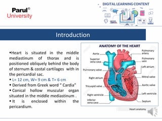 Gross anatomy of heart | PDF