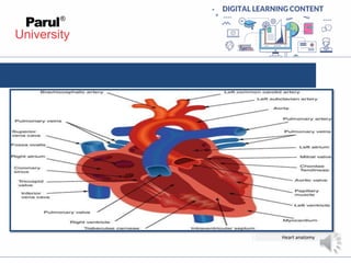 Gross anatomy of heart | PDF