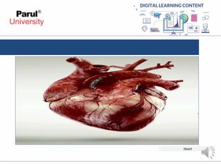 Gross anatomy of heart | PDF