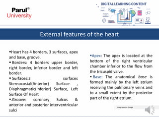 Gross anatomy of heart | PDF