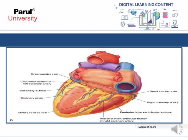 Gross Anatomy Of Heart Gross Anatomy Of Heart