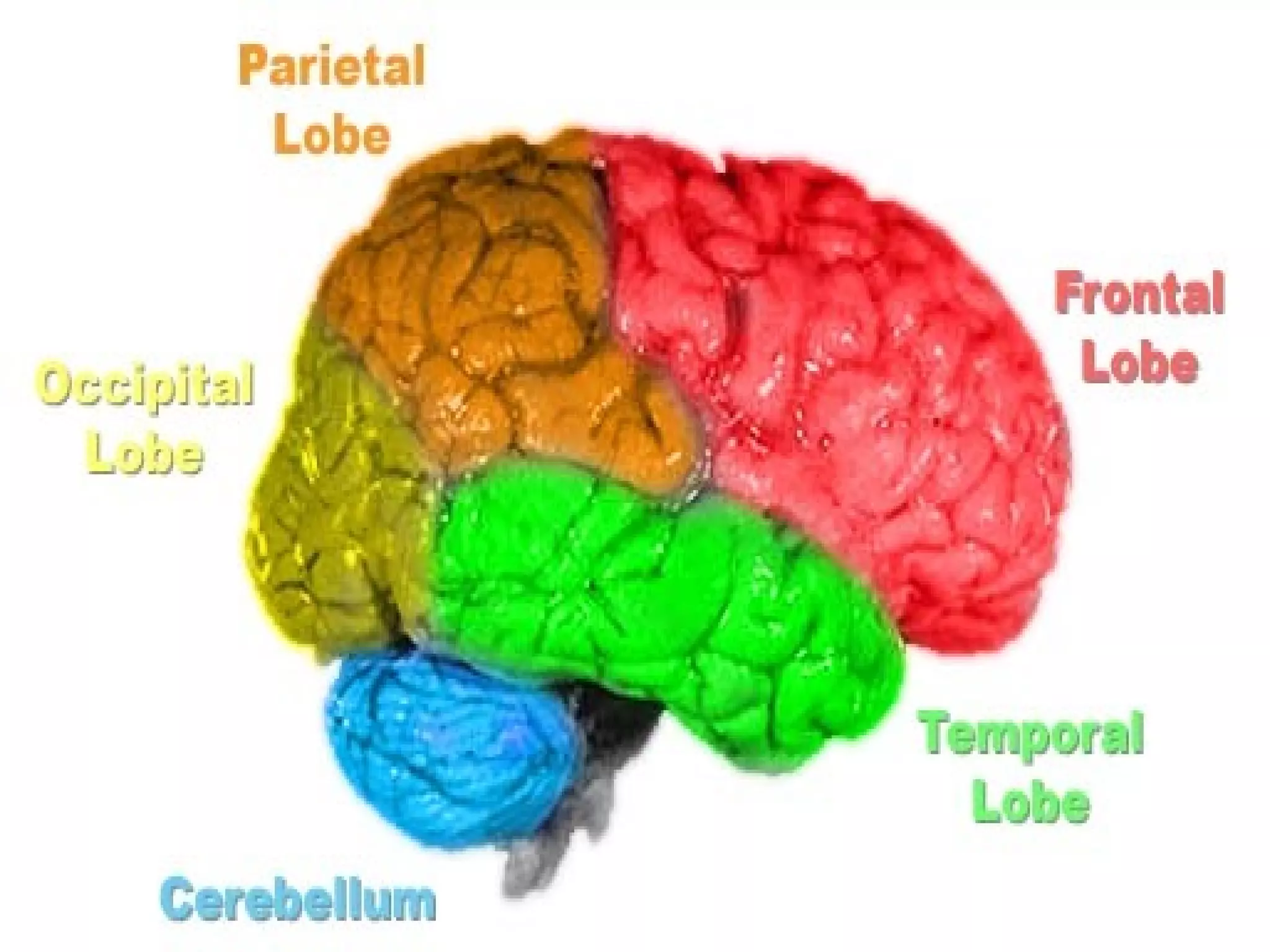 Gross anatomy of human brain | PPT