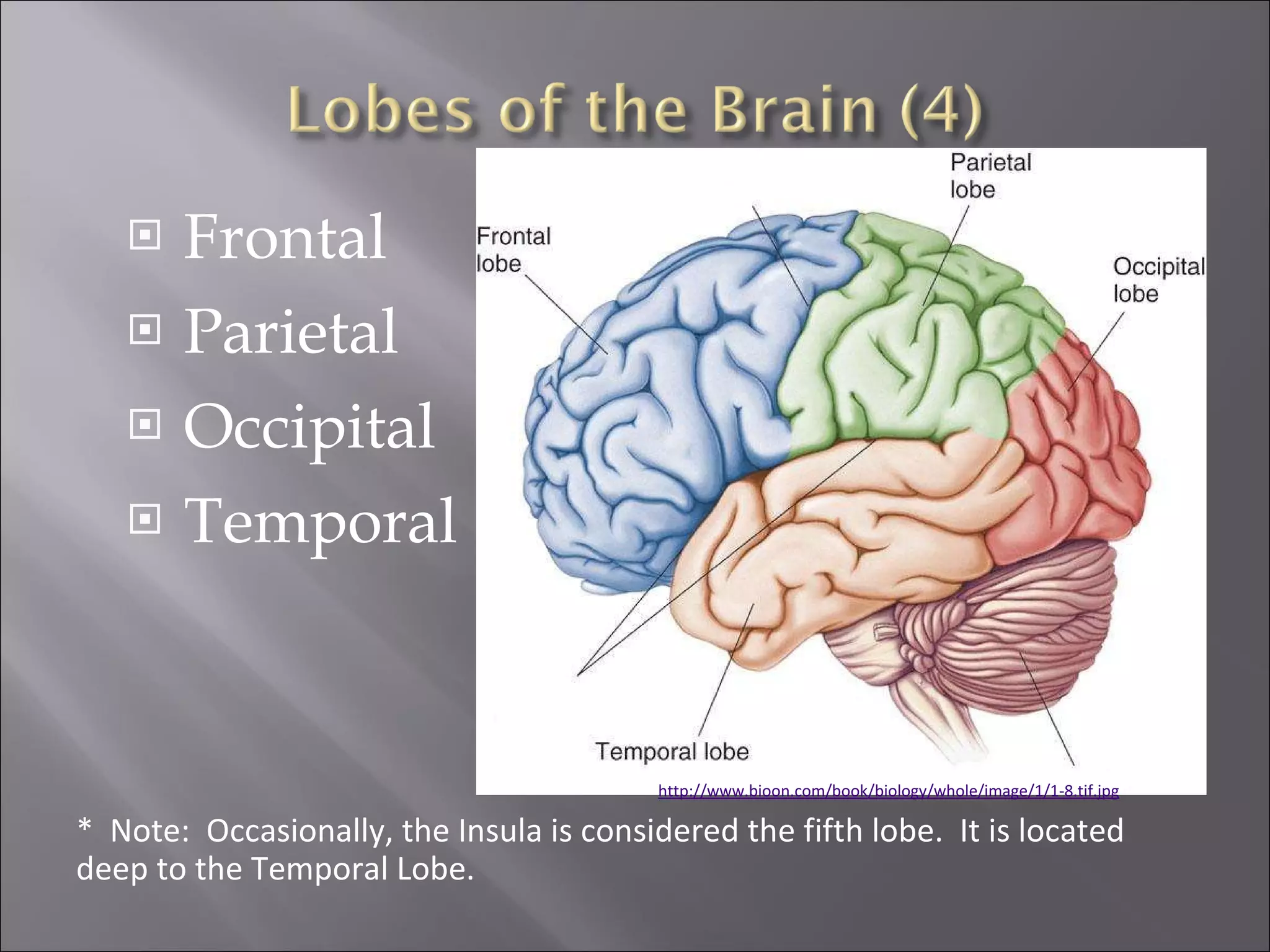 Gross anatomy of human brain | PPT