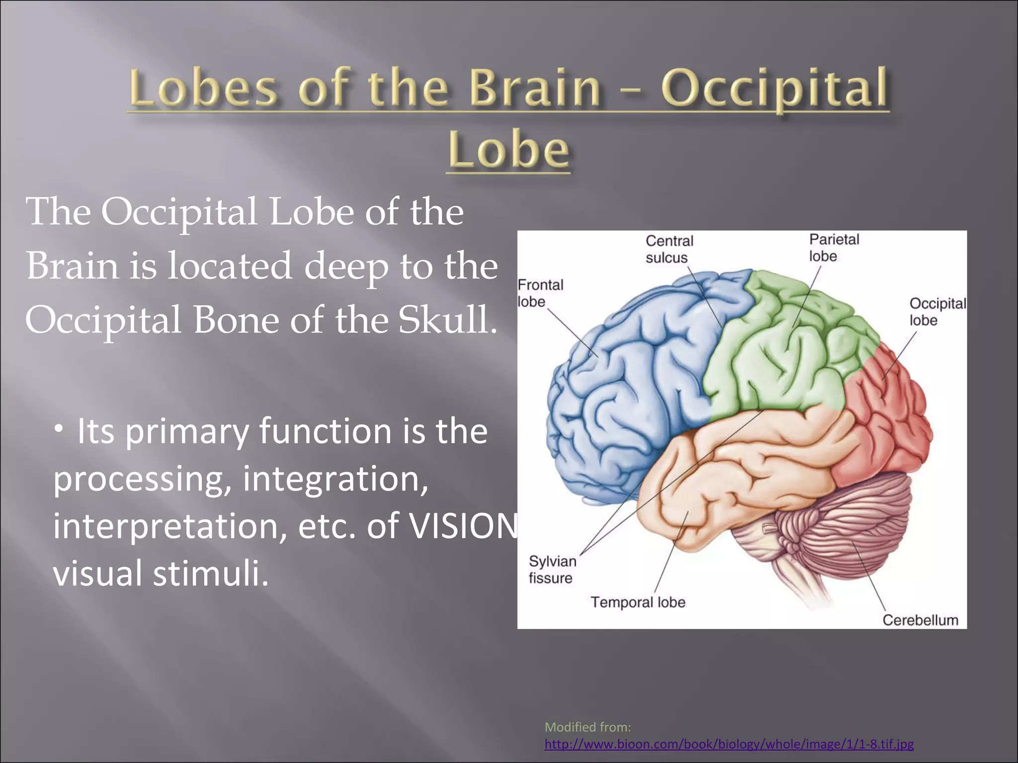 Gross anatomy of human brain | PPT