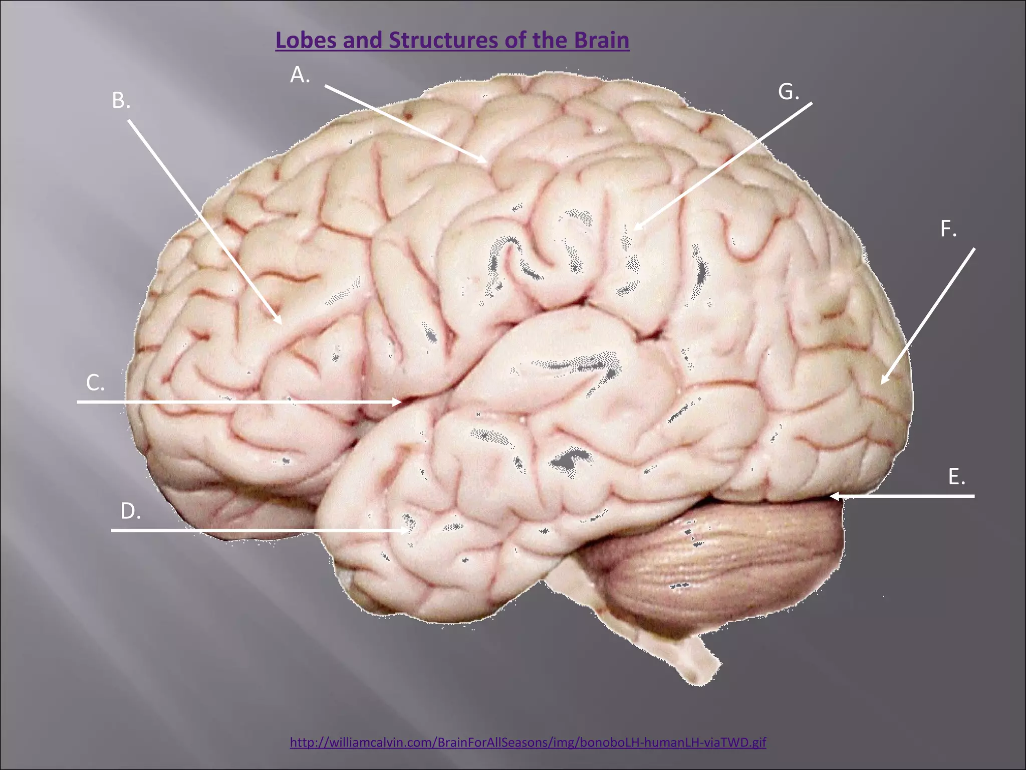 Gross anatomy of human brain | PPT