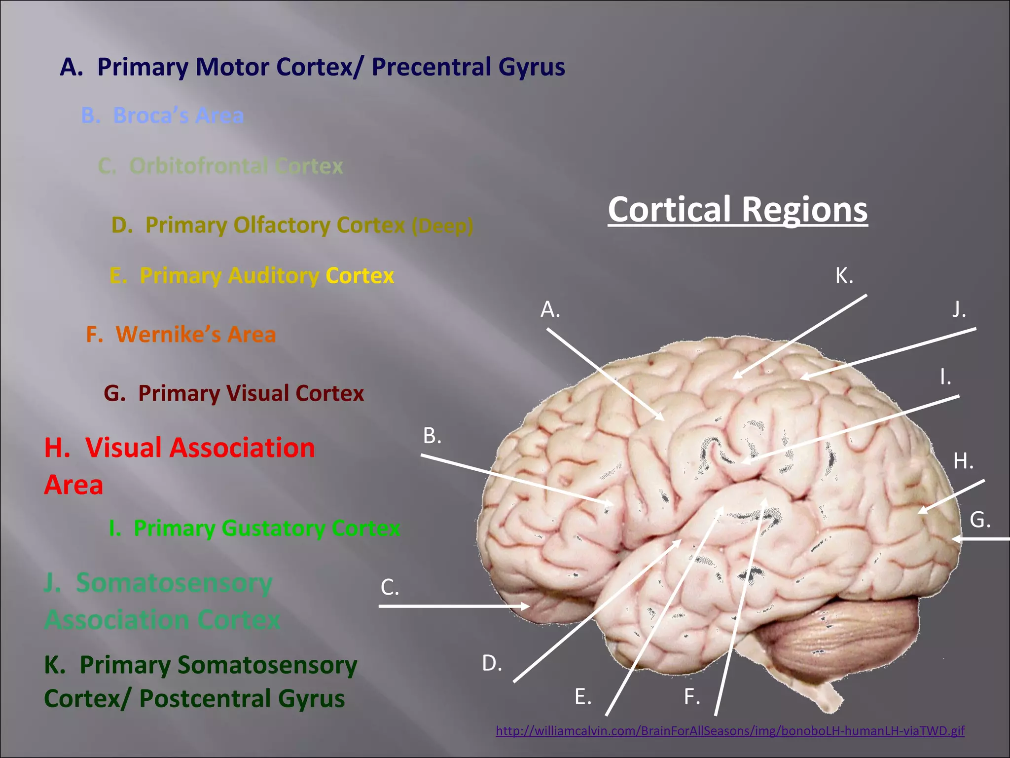 Gross anatomy of human brain | PPT