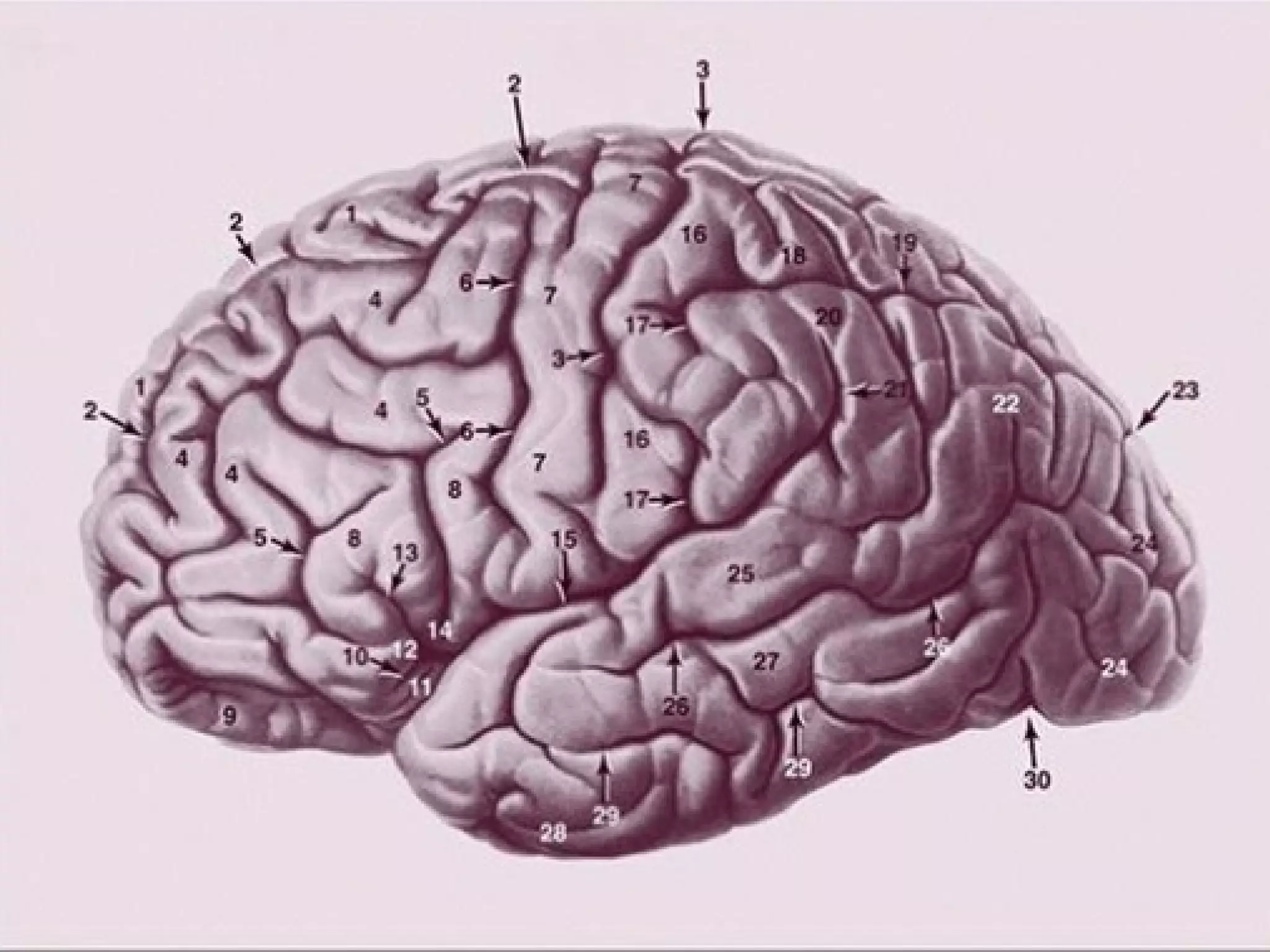 Gross anatomy of human brain | PPT