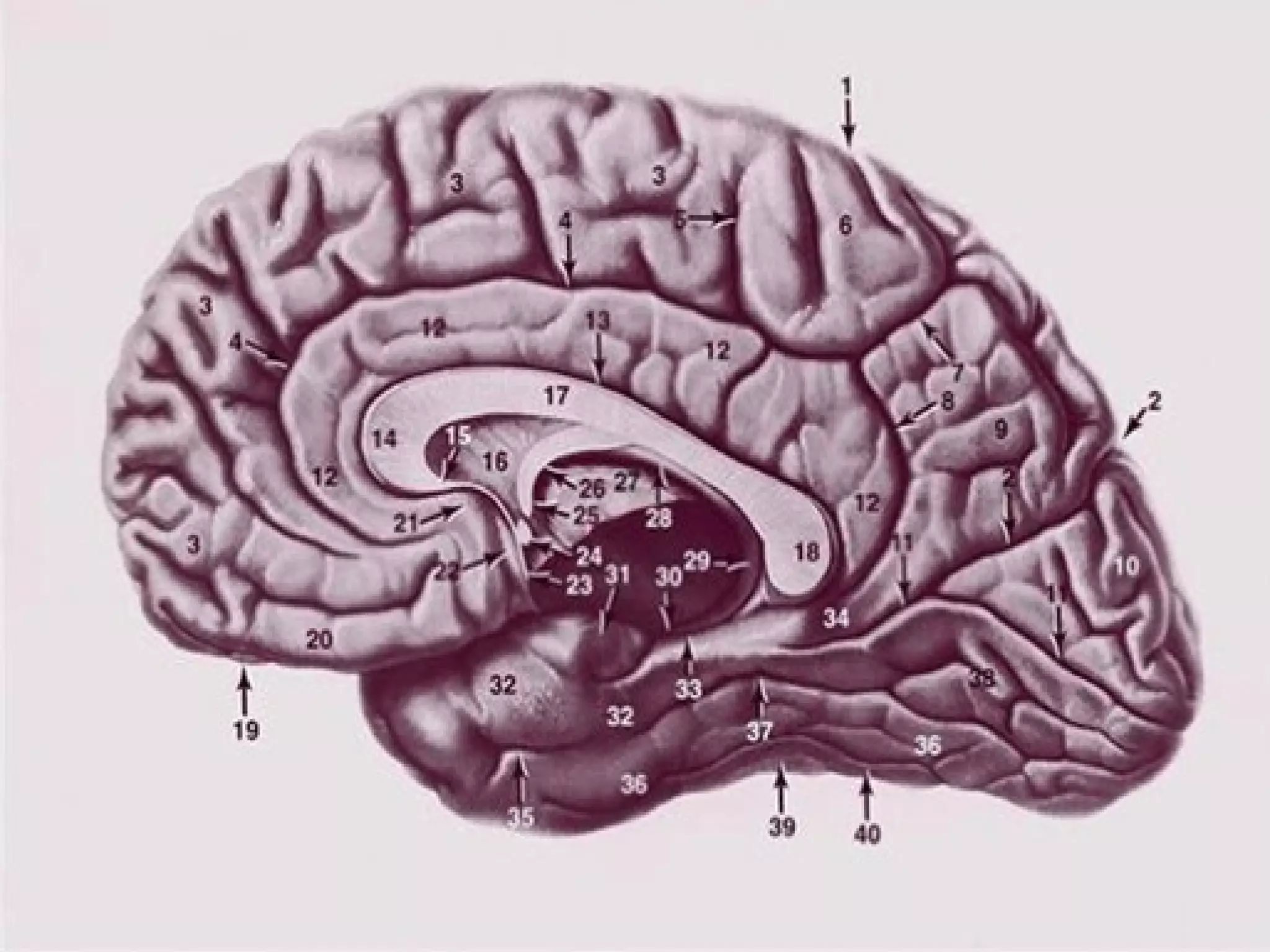 Gross anatomy of human brain | PPT