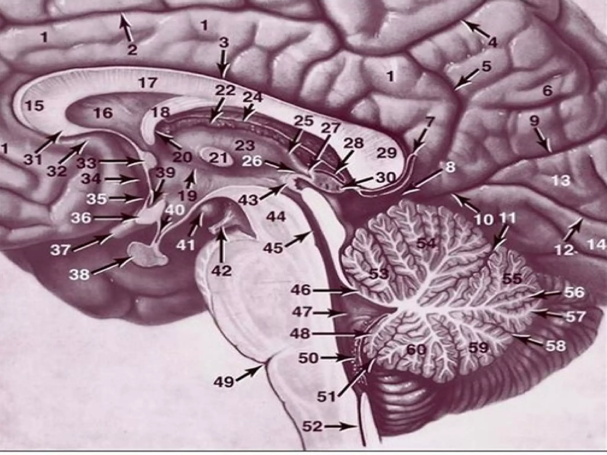 Gross anatomy of human brain | PPT