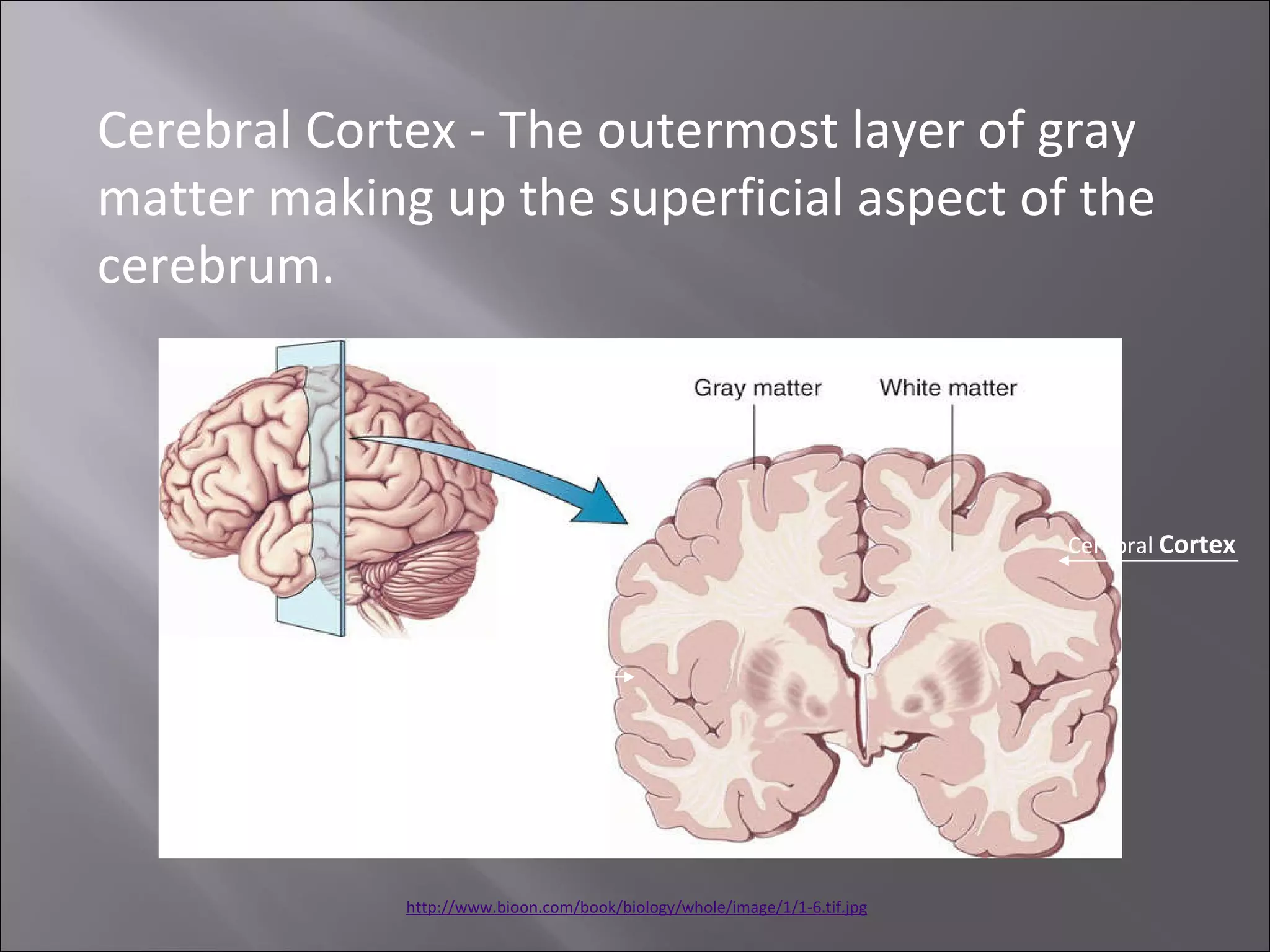 Gross anatomy of human brain | PPT