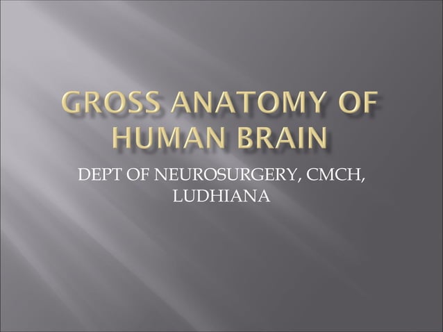 Gross anatomy of human brain | PPT
