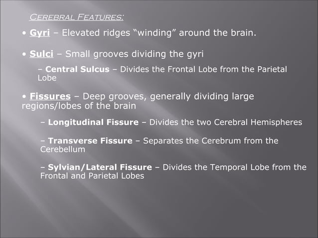 Gross anatomy of human brain | PPT