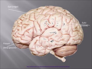 Gross anatomy of human brain | PPT