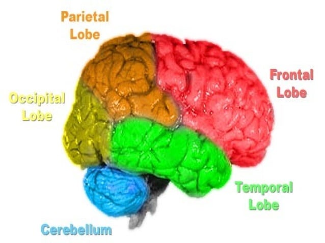 Gross anatomy of human brain | PPT