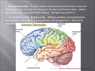 Gross anatomy of human brain | PPT