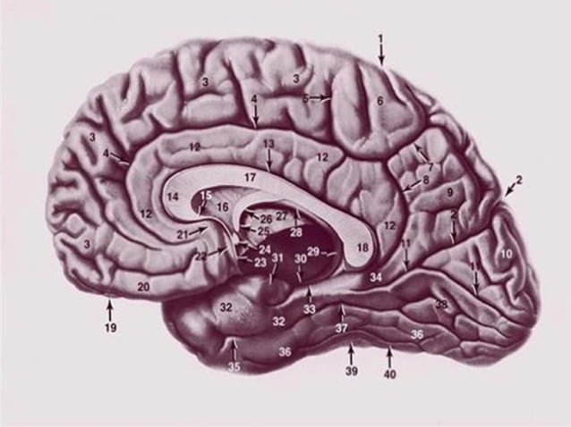Gross anatomy of human brain | PPT