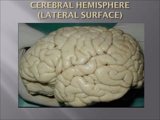 Gross anatomy of human brain | PPT