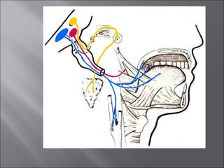 Gross anatomy of human brain | PPT
