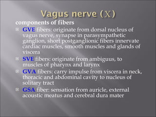 Gross anatomy of human brain | PPT