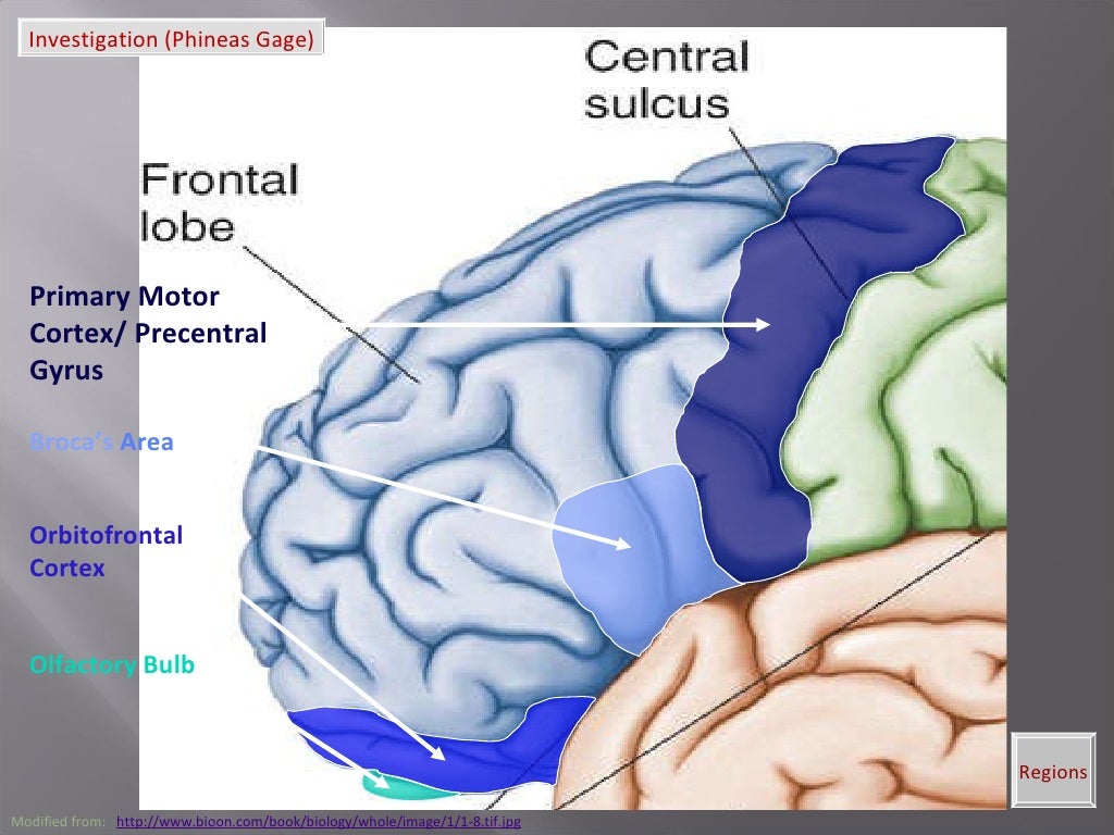 Gross anatomy of human brain Gross anatomy of human brain