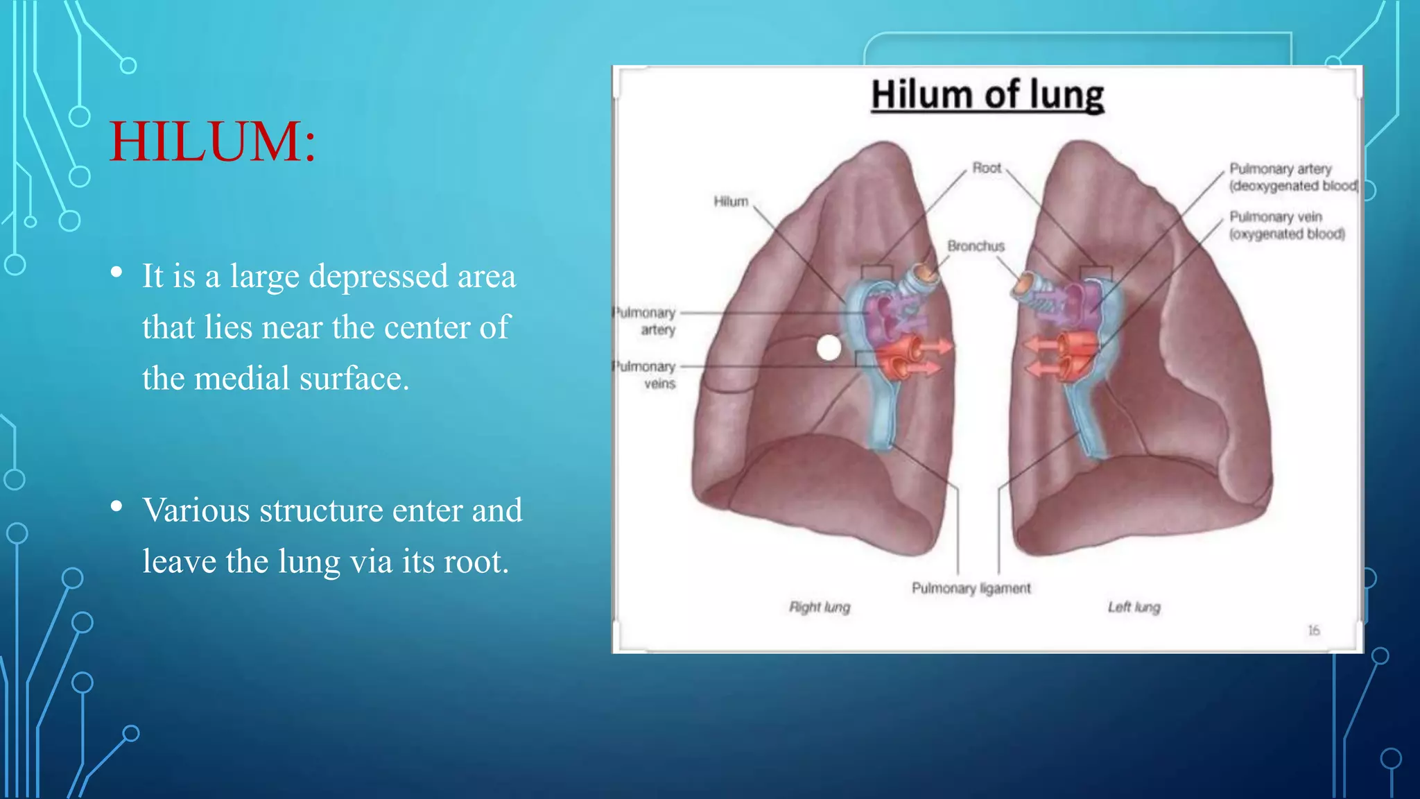 Gross anatomy of lungs | PPTX