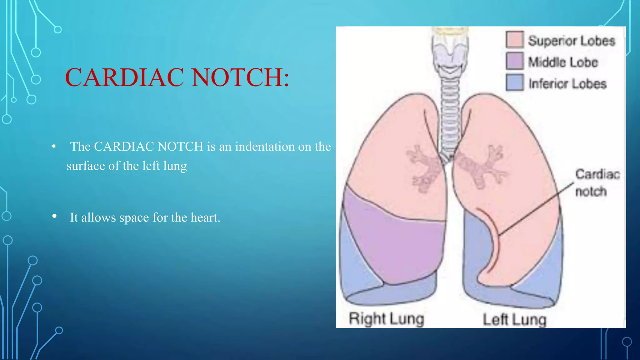 Gross anatomy of lungs | PPTX