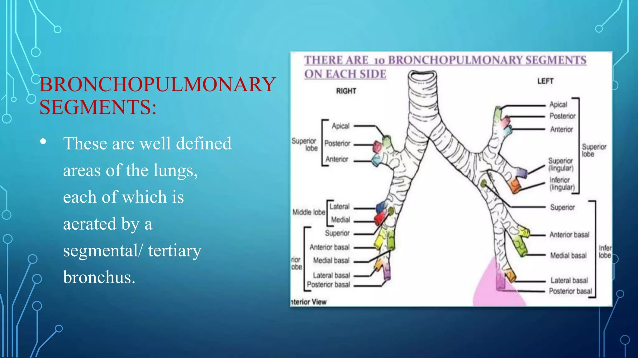 Gross anatomy of lungs | PPTX