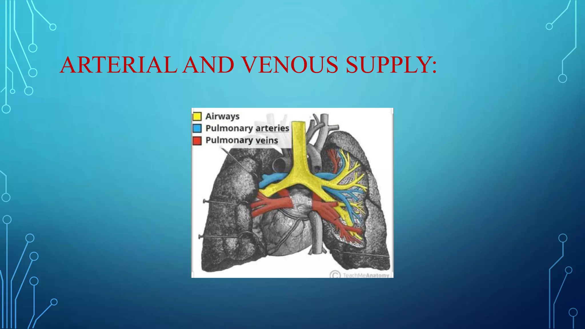 Gross anatomy of lungs | PPTX