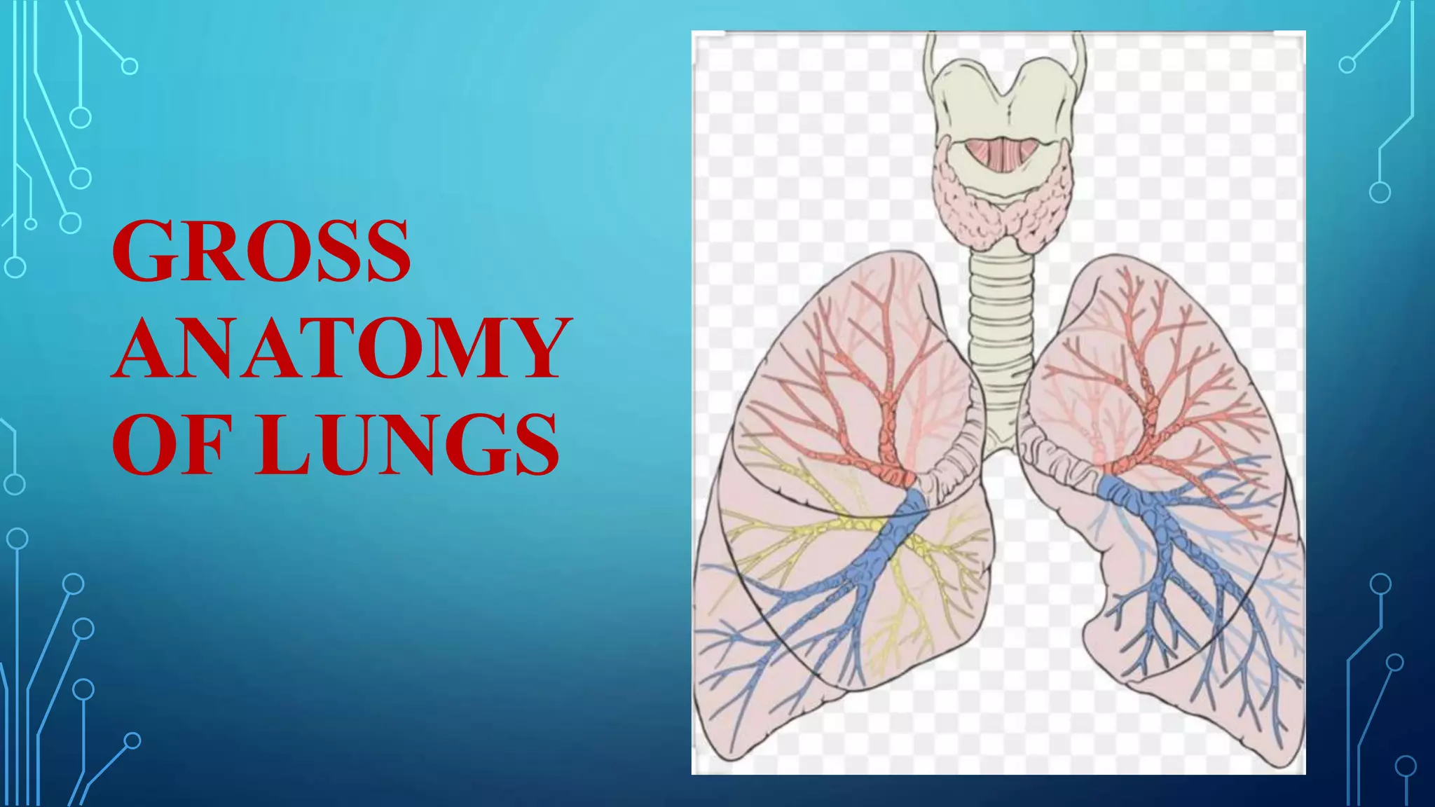 Gross anatomy of lungs | PPTX