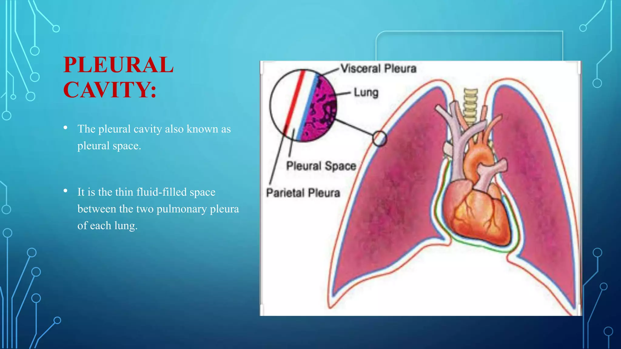 Gross anatomy of lungs | PPTX