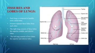 Gross anatomy of lungs | PPTX