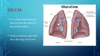 Gross anatomy of lungs | PPTX