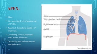 Gross anatomy of lungs | PPTX