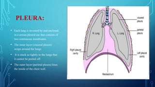 Gross anatomy of lungs | PPTX