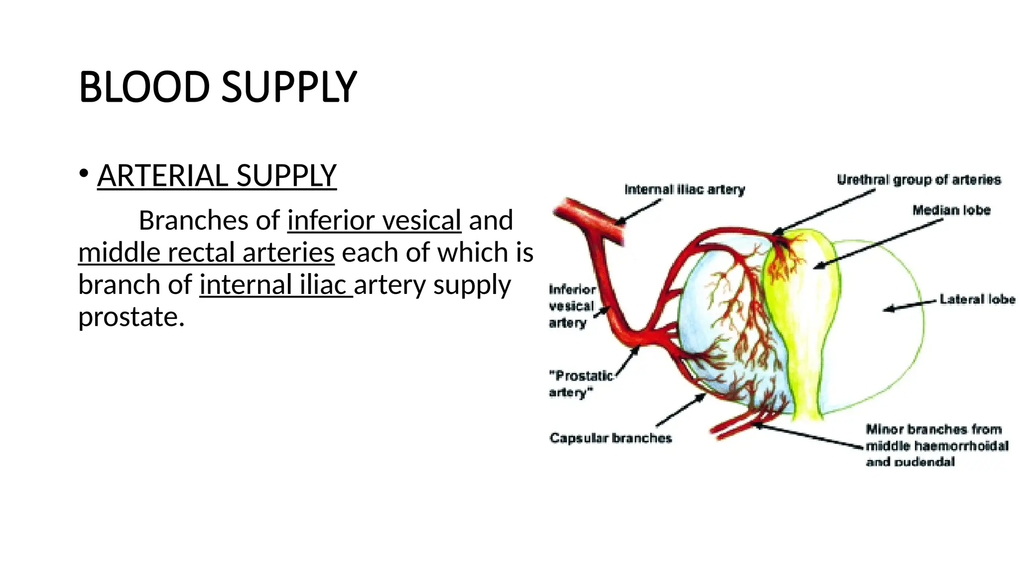 GROSS ANATOMY OF PROSTATE GLAND WITH CLINICALS (1).pptx