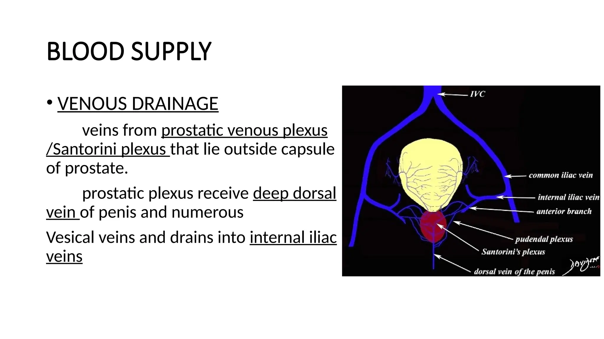 GROSS ANATOMY OF PROSTATE GLAND WITH CLINICALS (1).pptx