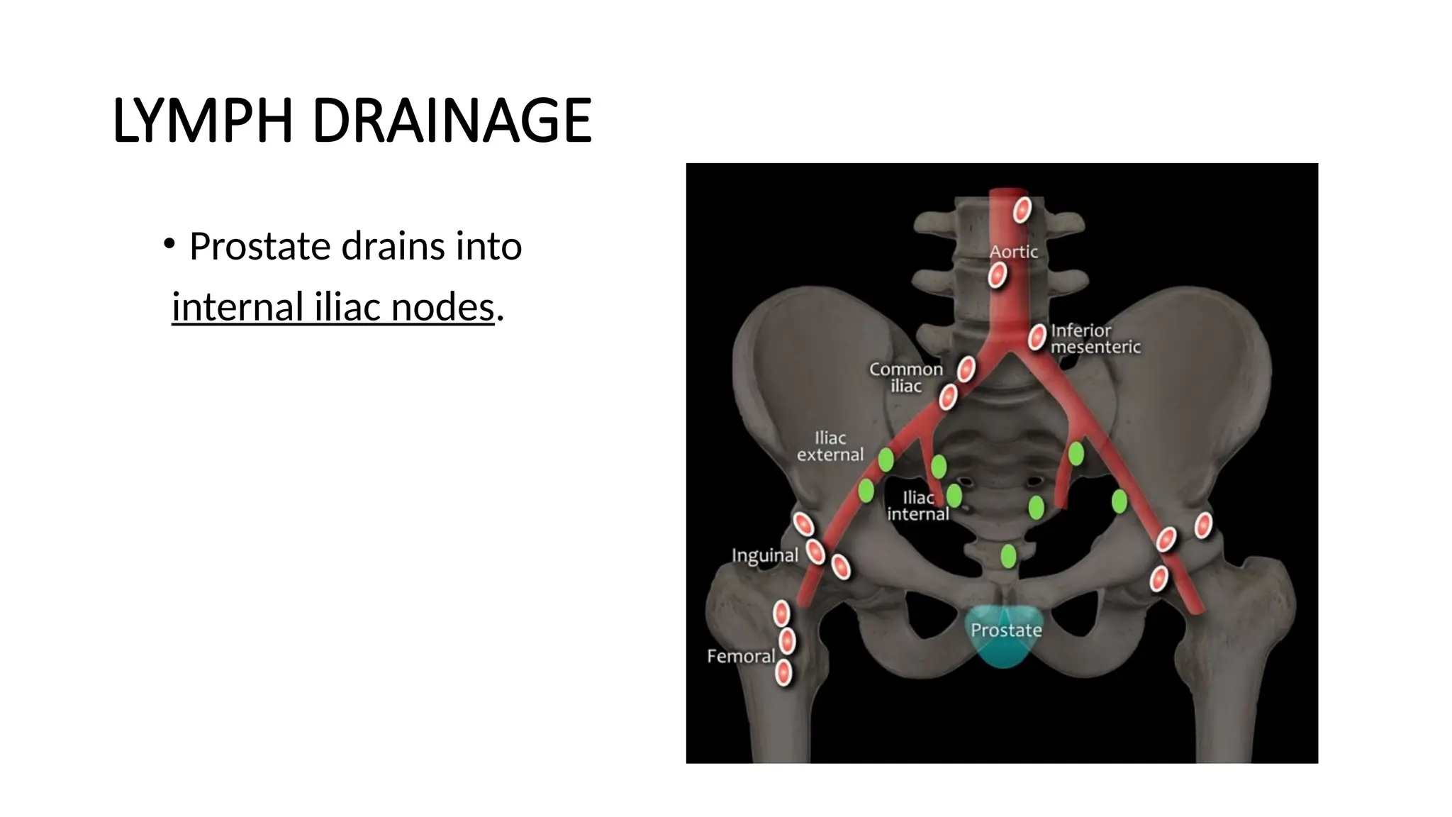 GROSS ANATOMY OF PROSTATE GLAND WITH CLINICALS (1).pptx
