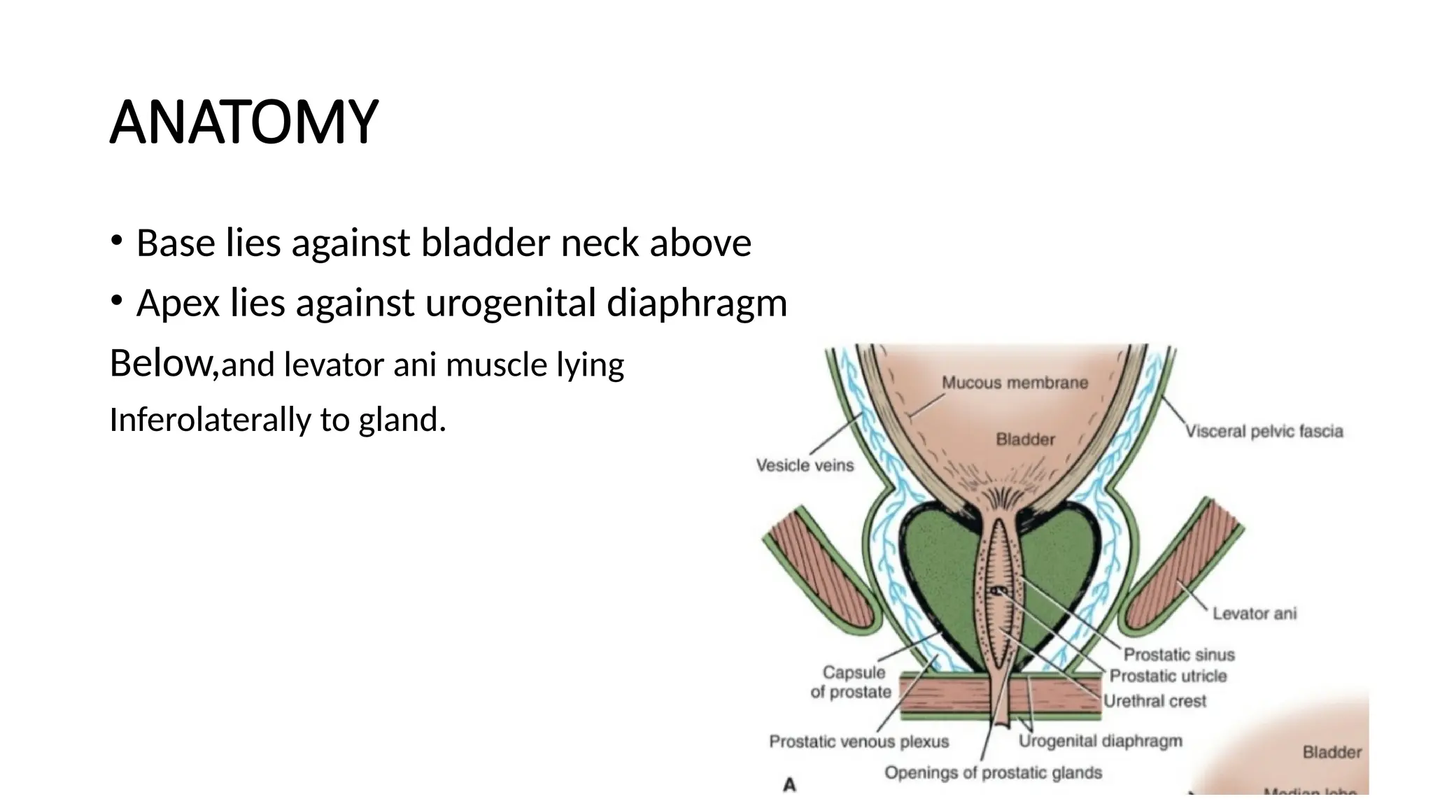 GROSS ANATOMY OF PROSTATE GLAND WITH CLINICALS (1).pptx