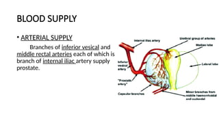 GROSS ANATOMY OF PROSTATE GLAND WITH CLINICALS (1).pptx