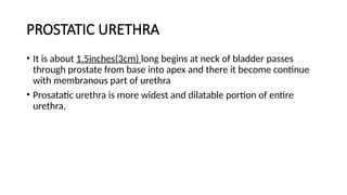 GROSS ANATOMY OF PROSTATE GLAND WITH CLINICALS (1).pptx