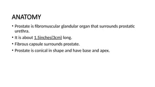 GROSS ANATOMY OF PROSTATE GLAND WITH CLINICALS (1).pptx