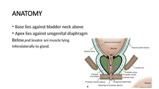 GROSS ANATOMY OF PROSTATE GLAND WITH CLINICALS (1).pptx