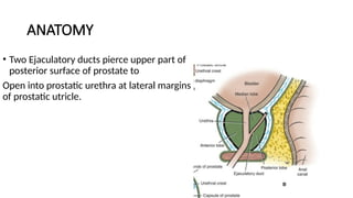 GROSS ANATOMY OF PROSTATE GLAND WITH CLINICALS (1).pptx