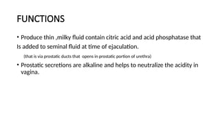 GROSS ANATOMY OF PROSTATE GLAND WITH CLINICALS (1).pptx
