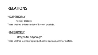 GROSS ANATOMY OF PROSTATE GLAND WITH CLINICALS (1).pptx