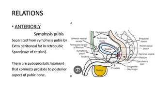 GROSS ANATOMY OF PROSTATE GLAND WITH CLINICALS (1).pptx