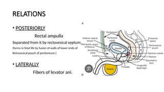 GROSS ANATOMY OF PROSTATE GLAND WITH CLINICALS (1).pptx